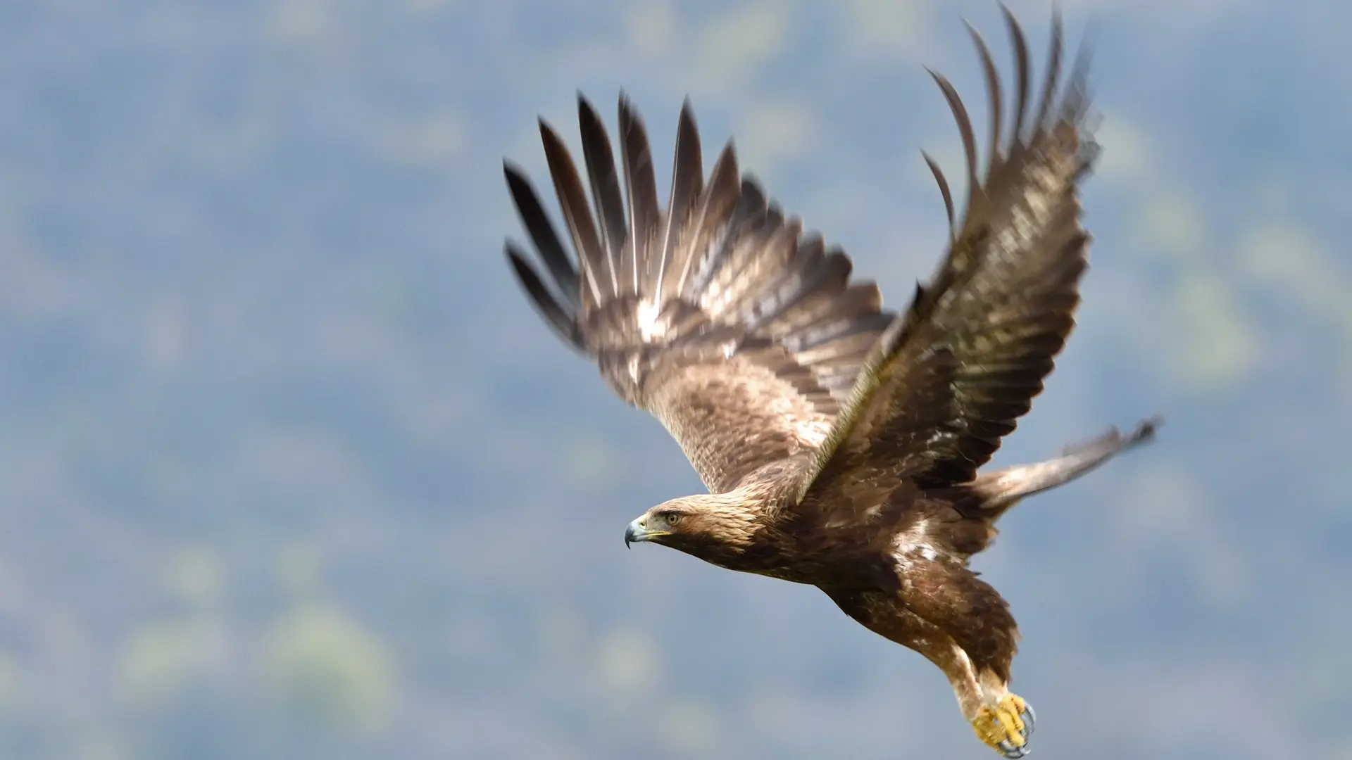 Eagle Protection and Offset Program (EPOP) | Projects